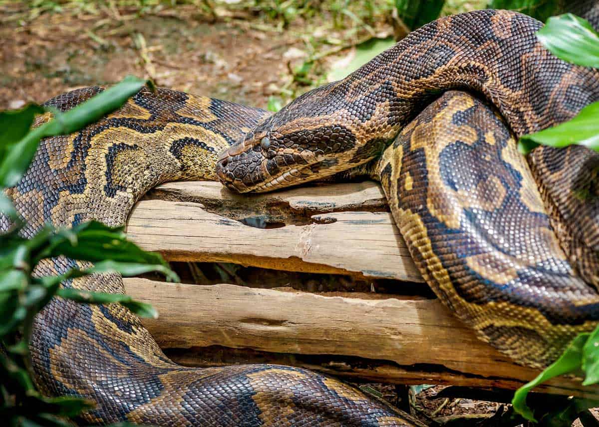 African rock python Uganda Wildlife Conservation Education Centre