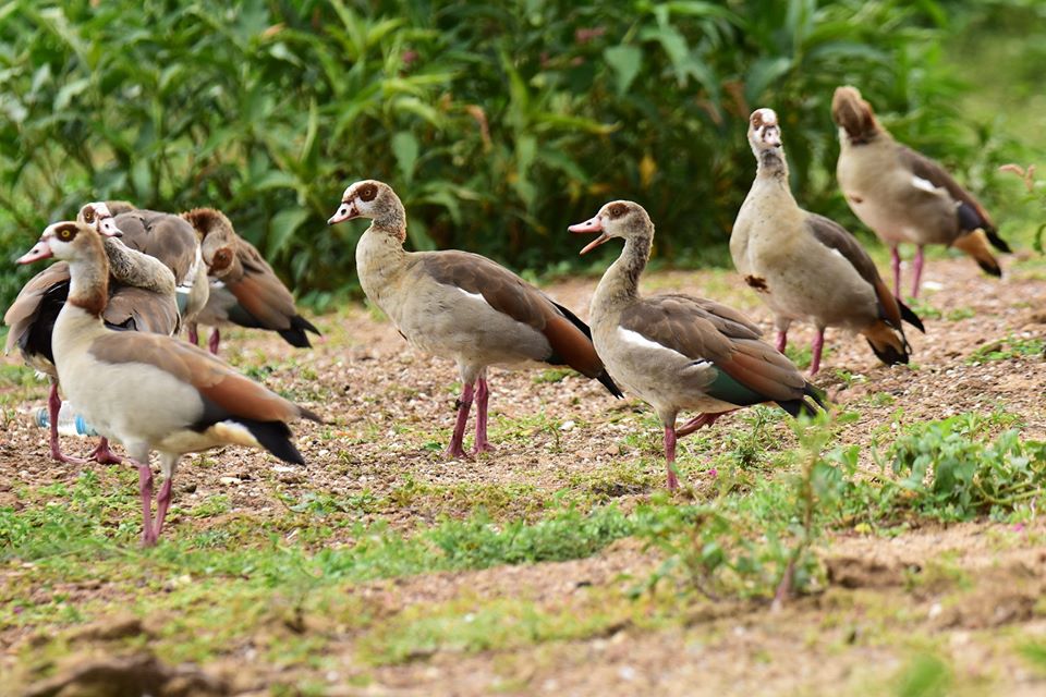 Uganda Wildlife Conservation Education Centre – entebbe zoo